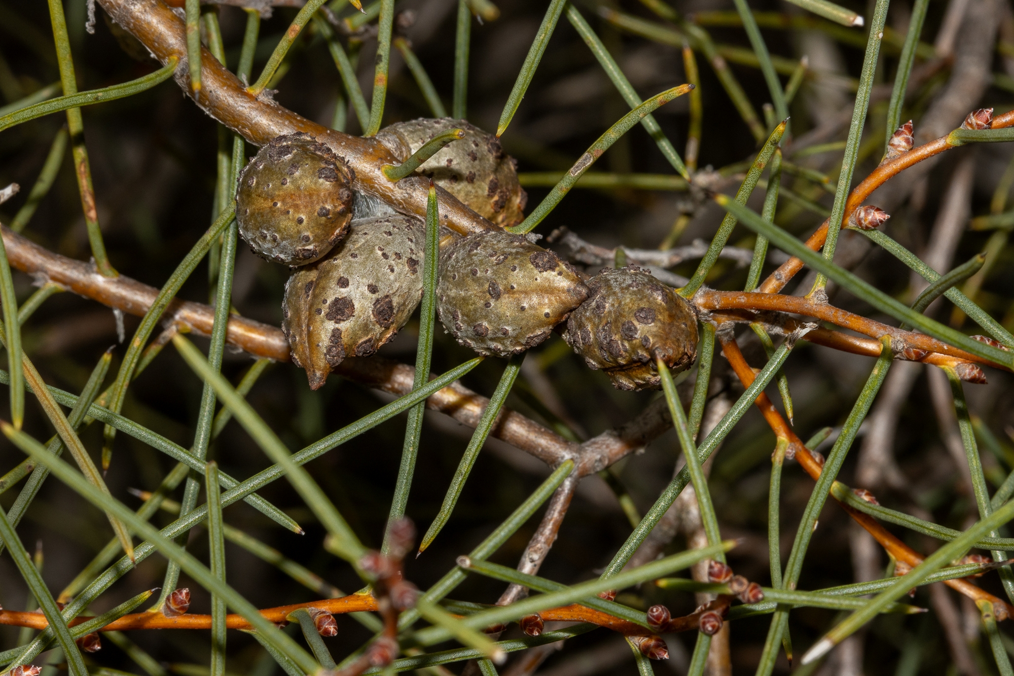 Hakea mitchellii