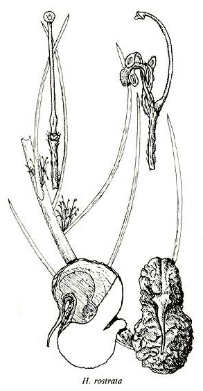 Hakea rostrata