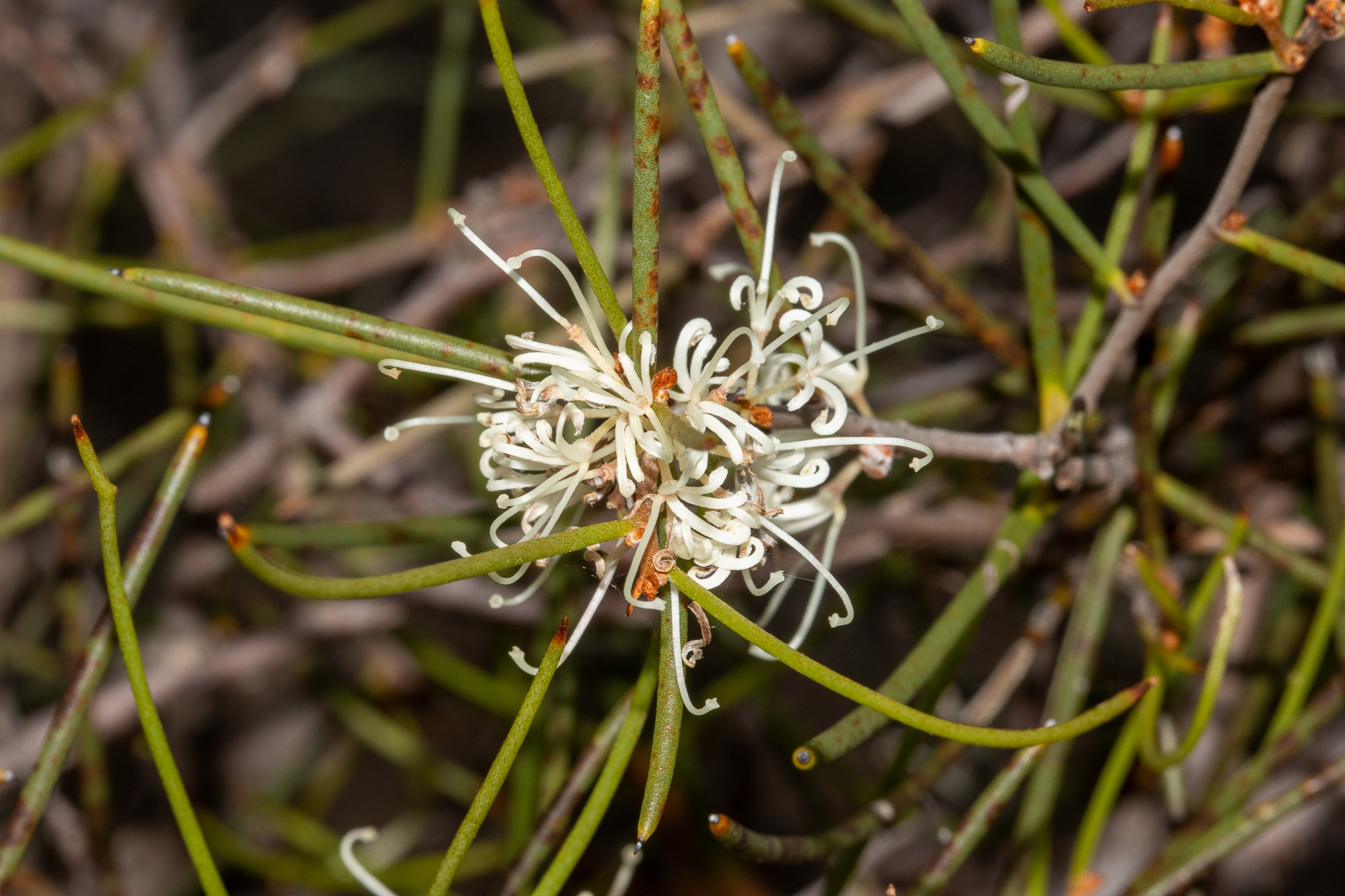 Hakea rostrata
