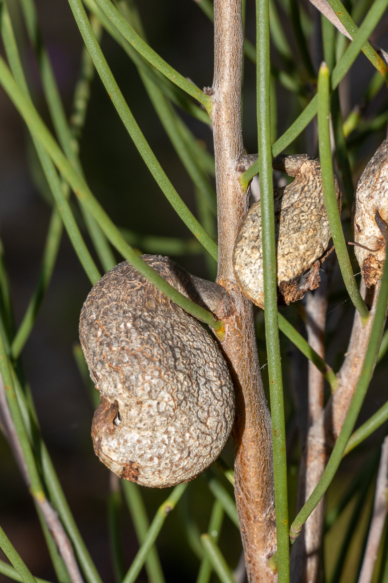 Hakea rostrata