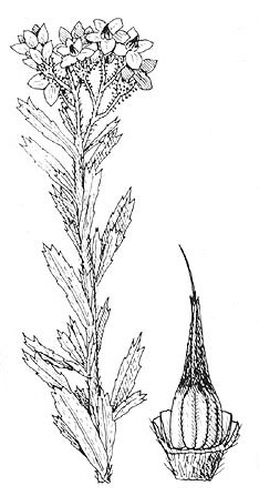 Halgania cyanea