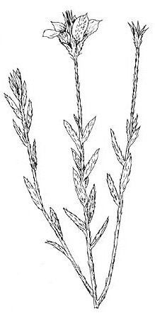 Halgania erecta