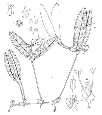 Halophila australis