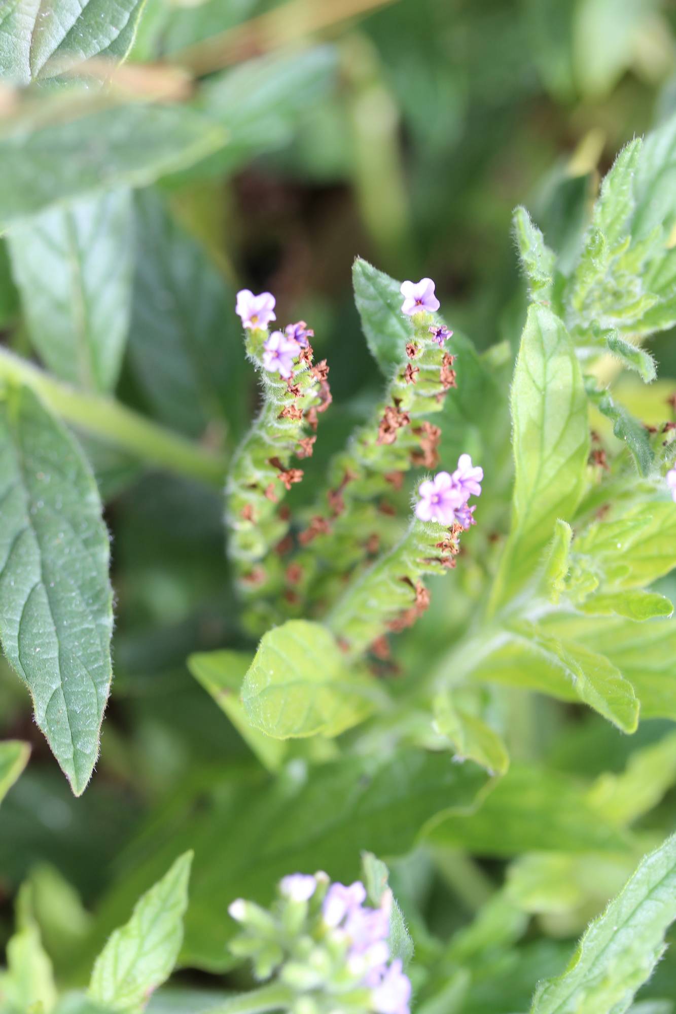 Heliotropium amplexicaule