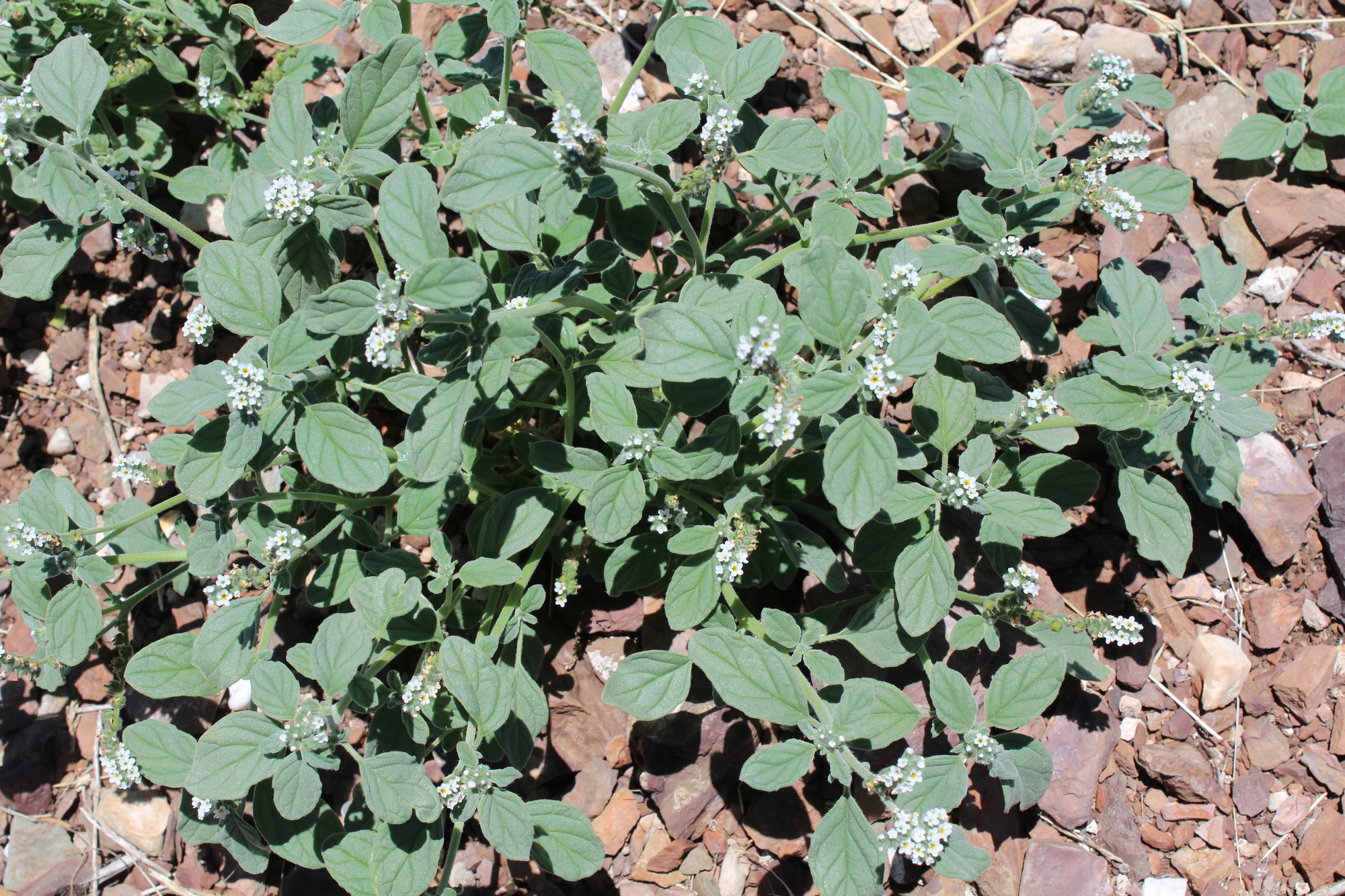 Heliotropium europaeum