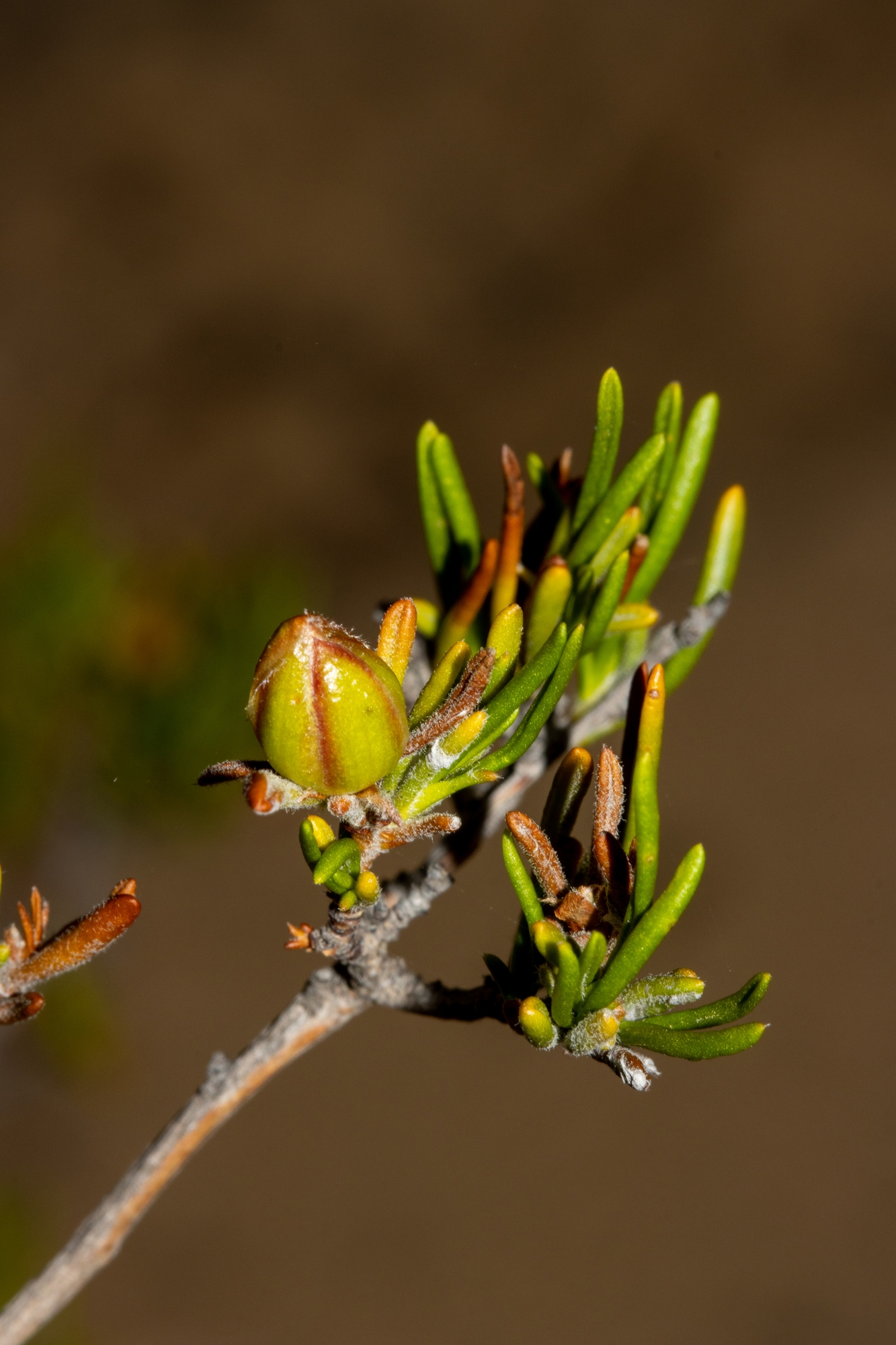 Hibbertia crispula