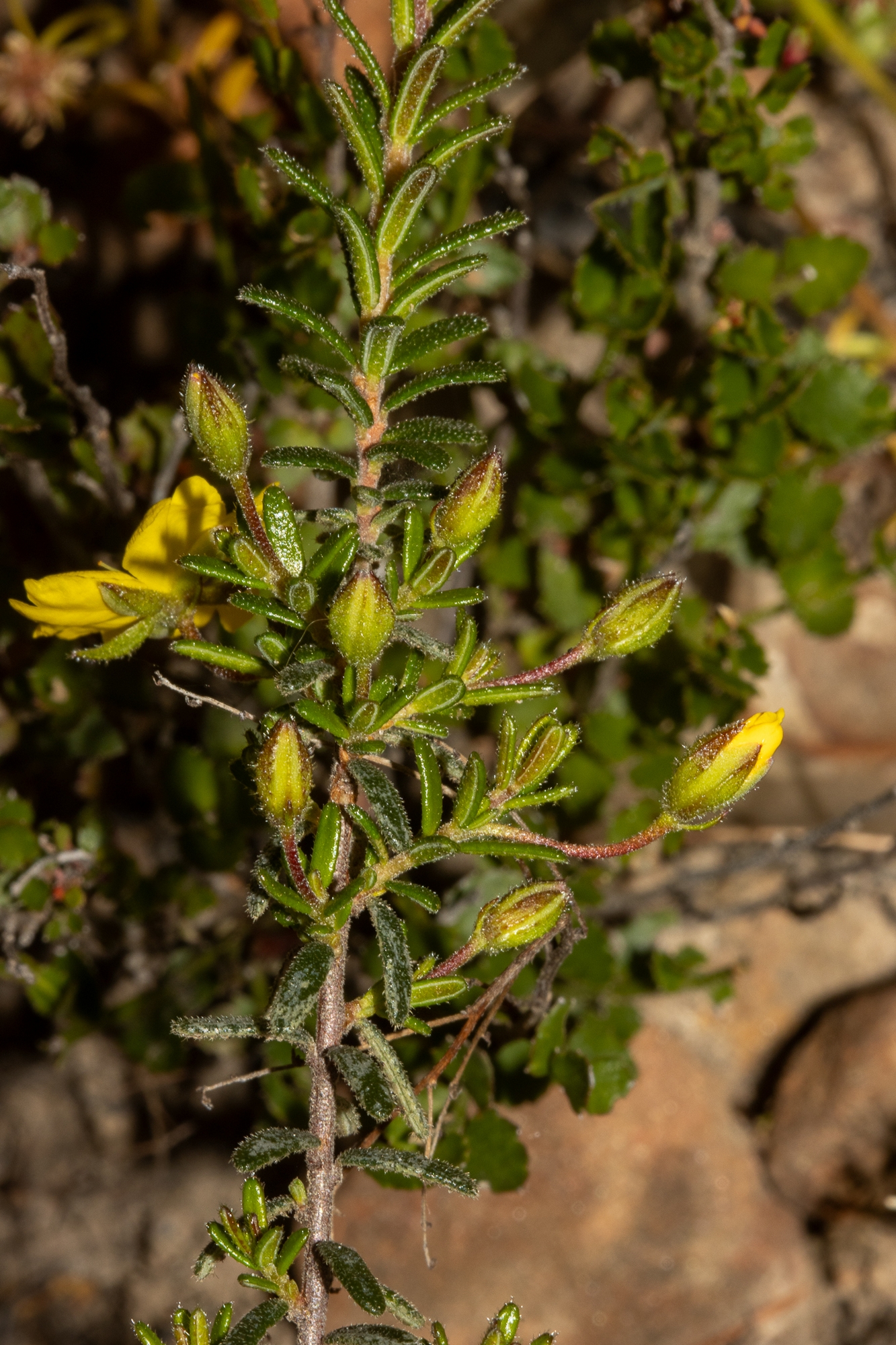 Hibbertia glebosa subsp. oblonga