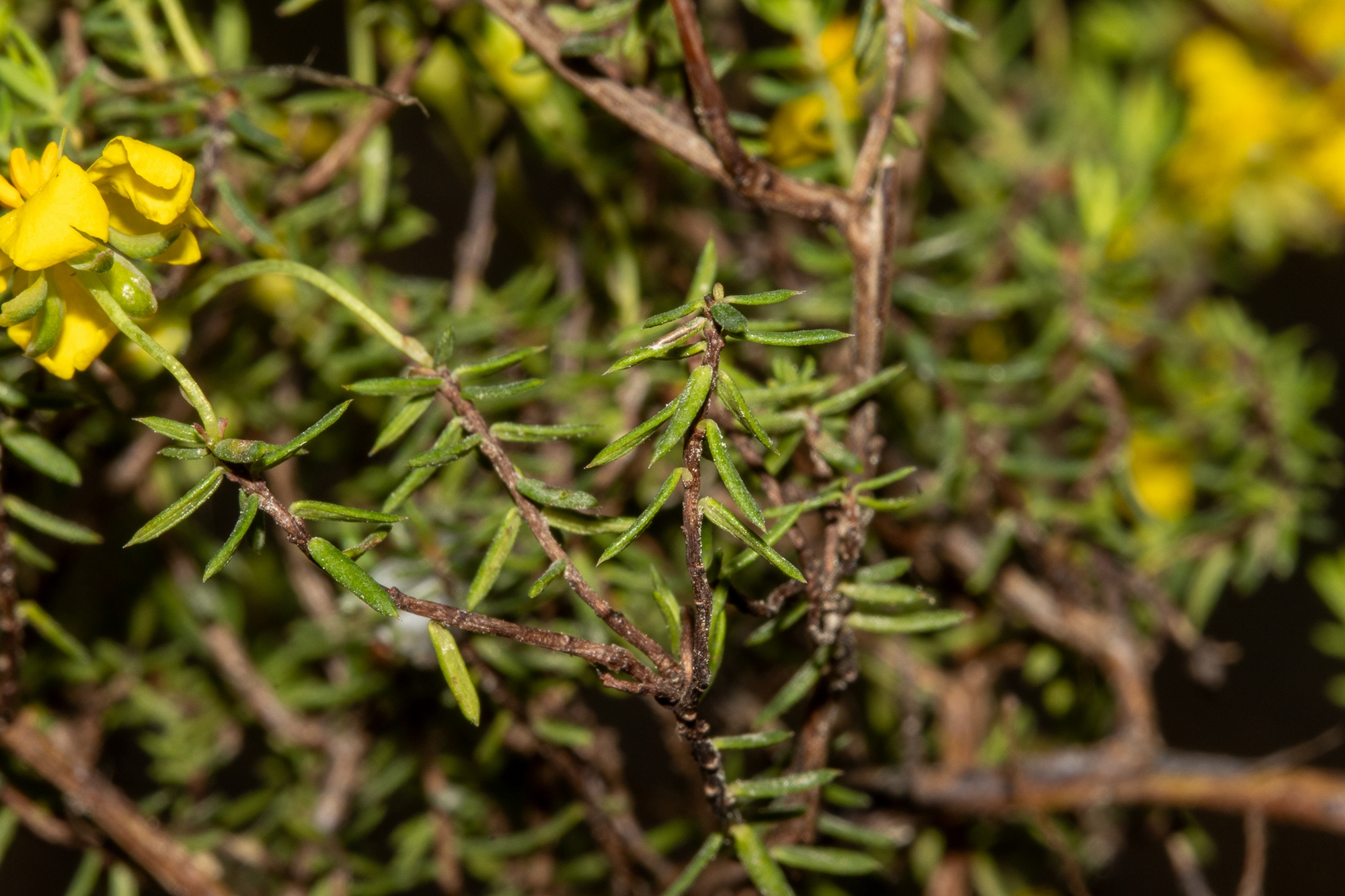 Hibbertia obtusibracteata