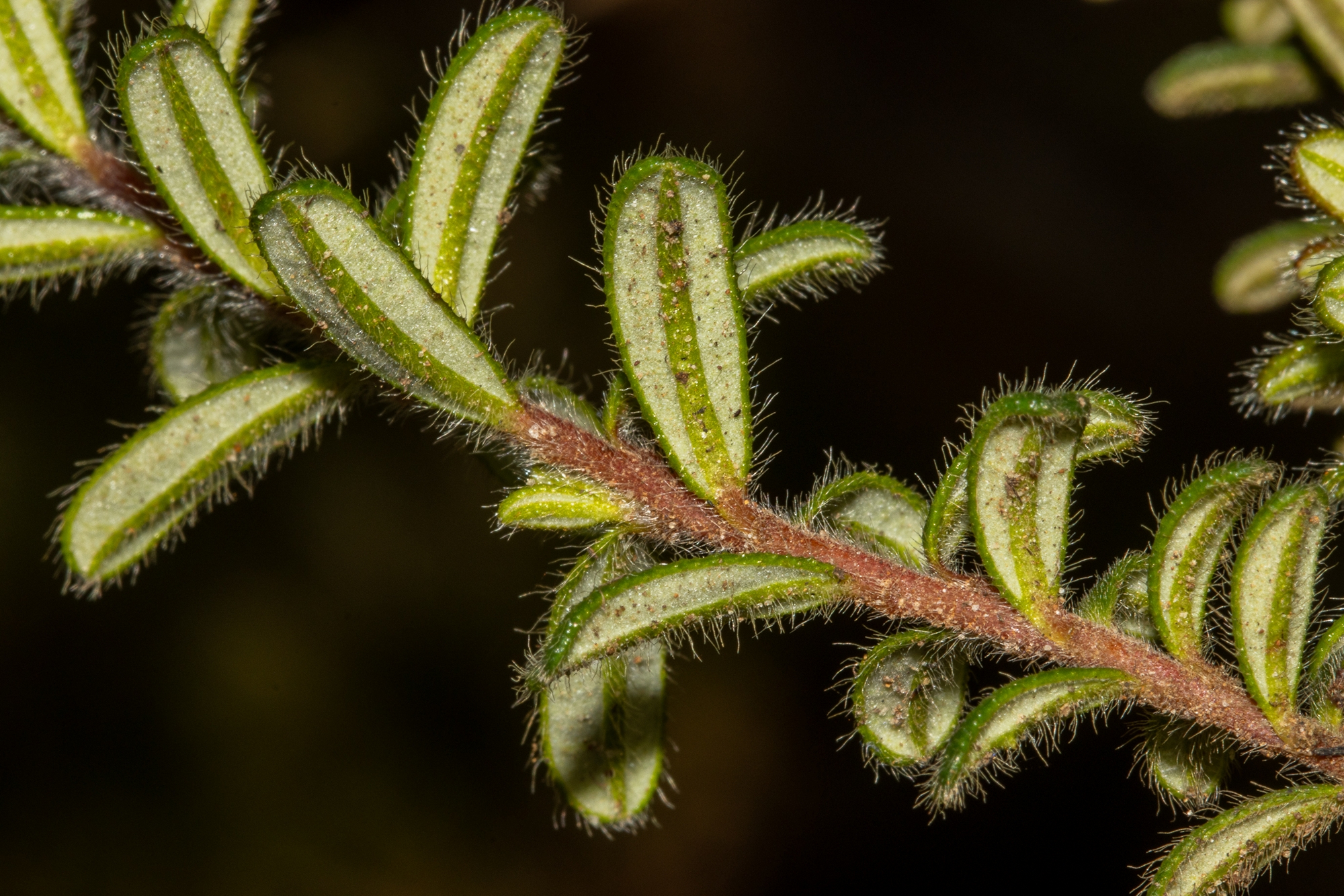 Hibbertia platyphylla subsp. halmaturina