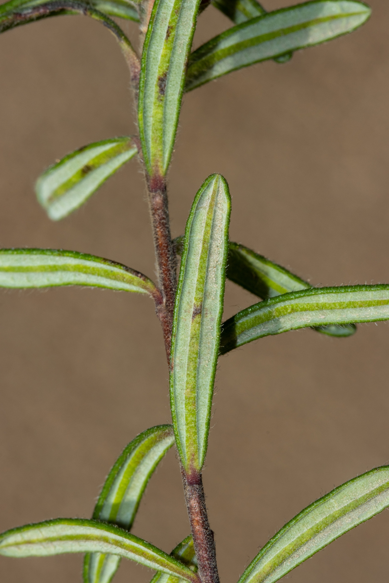 Hibbertia platyphylla subsp. major
