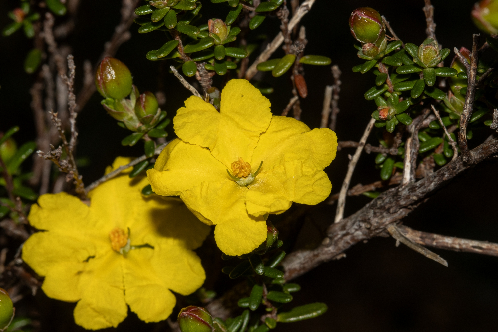 Hibbertia platyphylla subsp. platyphylla