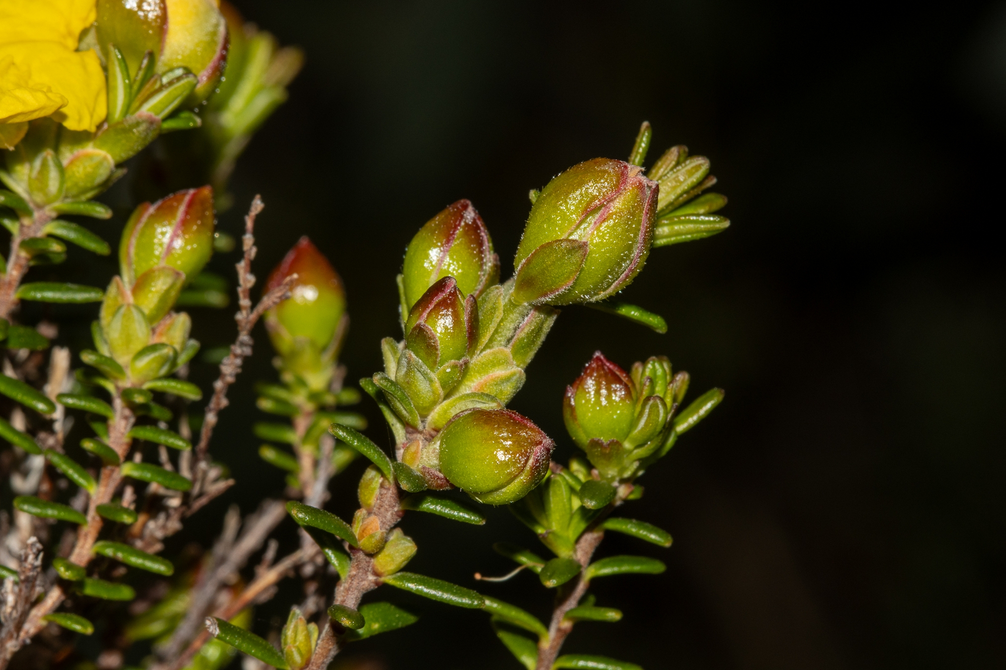 Hibbertia platyphylla subsp. platyphylla