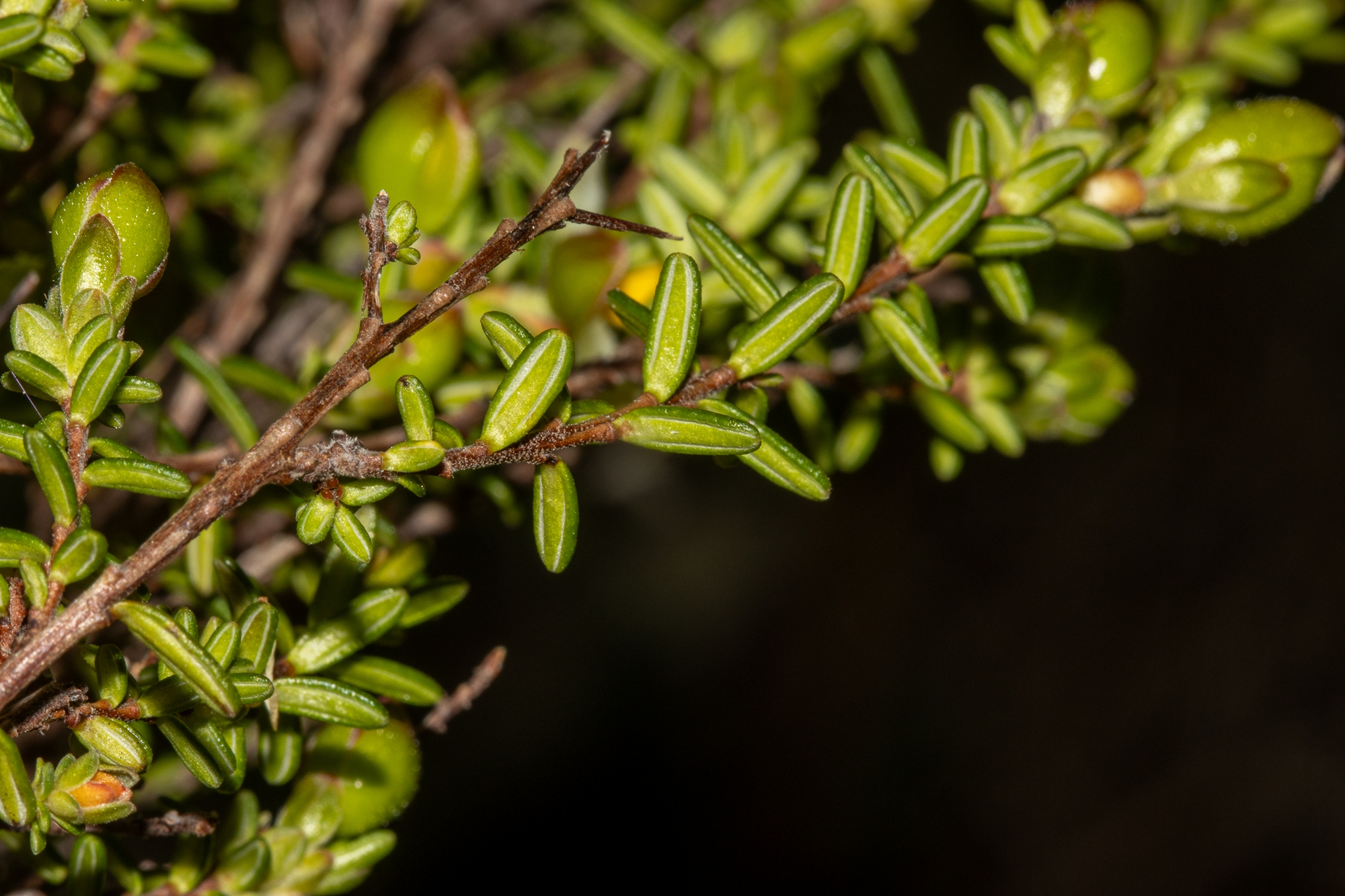 Hibbertia platyphylla subsp. platyphylla