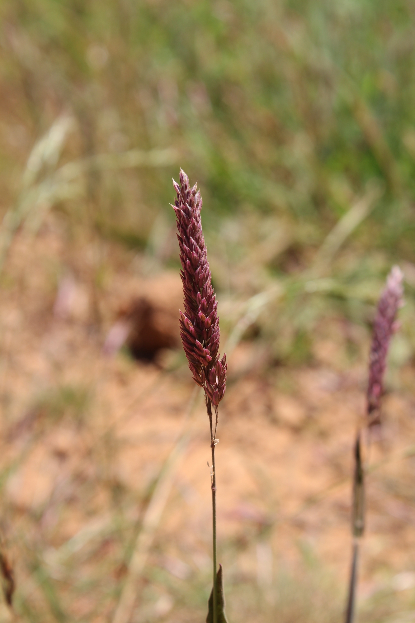 Holcus lanatus