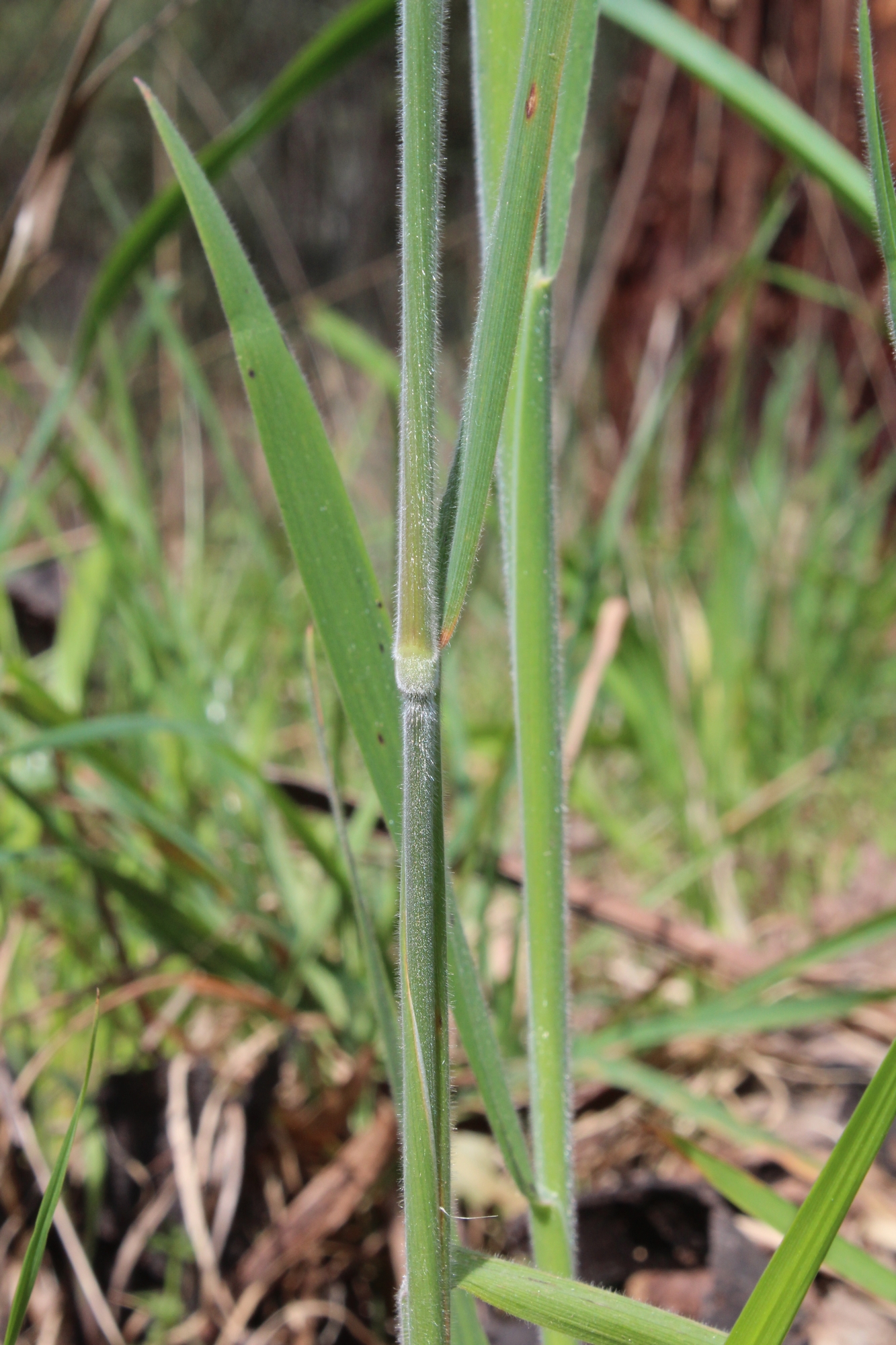 Holcus lanatus