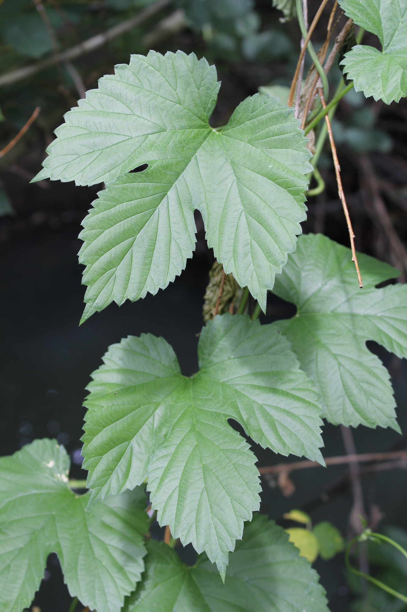 Humulus lupulus