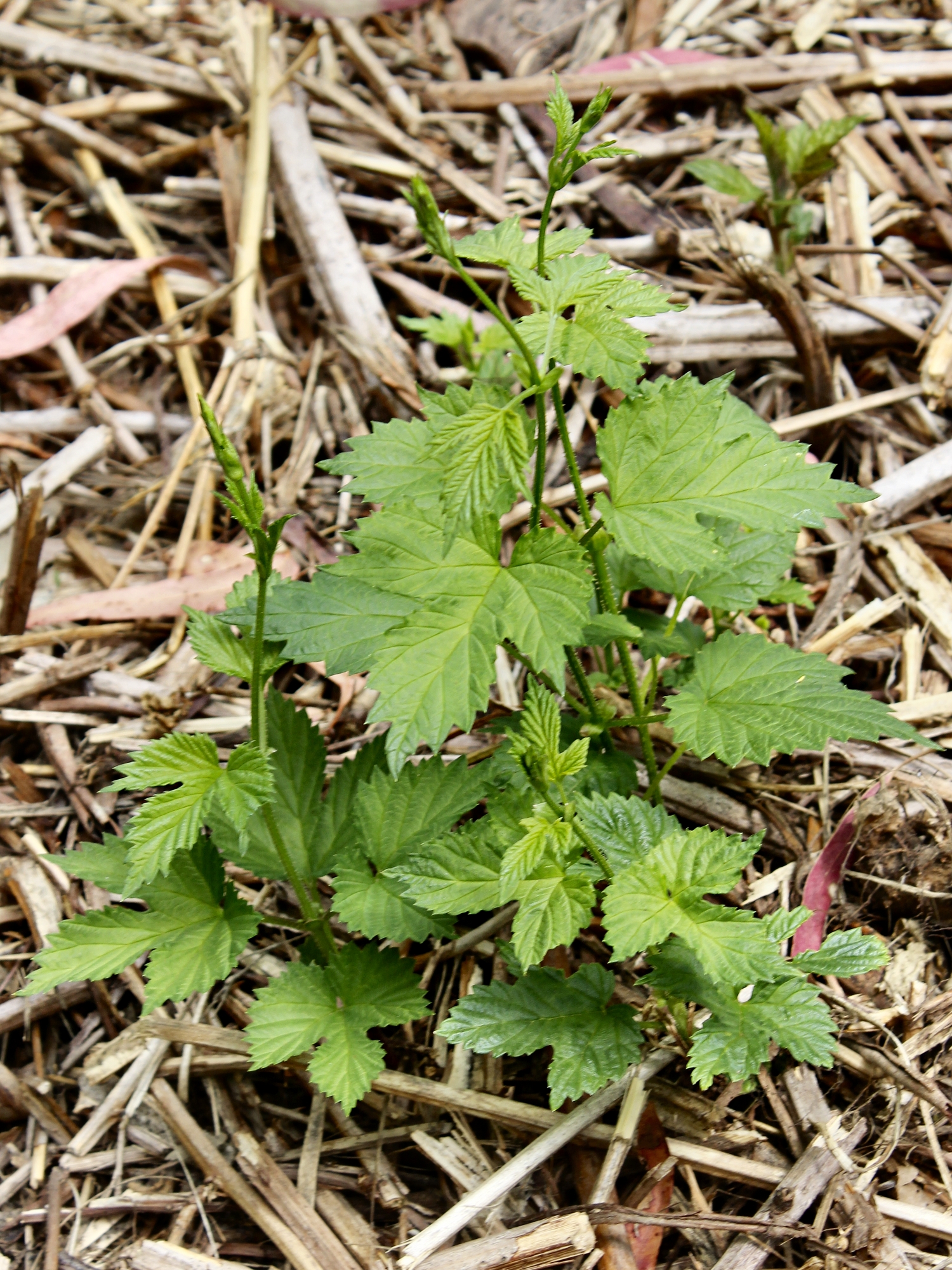 Humulus lupulus
