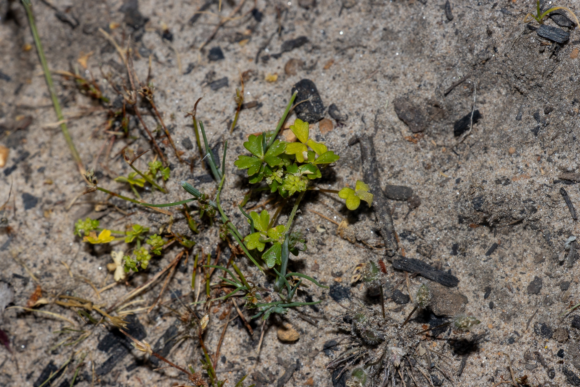 Hydrocotyle crassiuscula