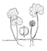 Hydrocotyle hirta