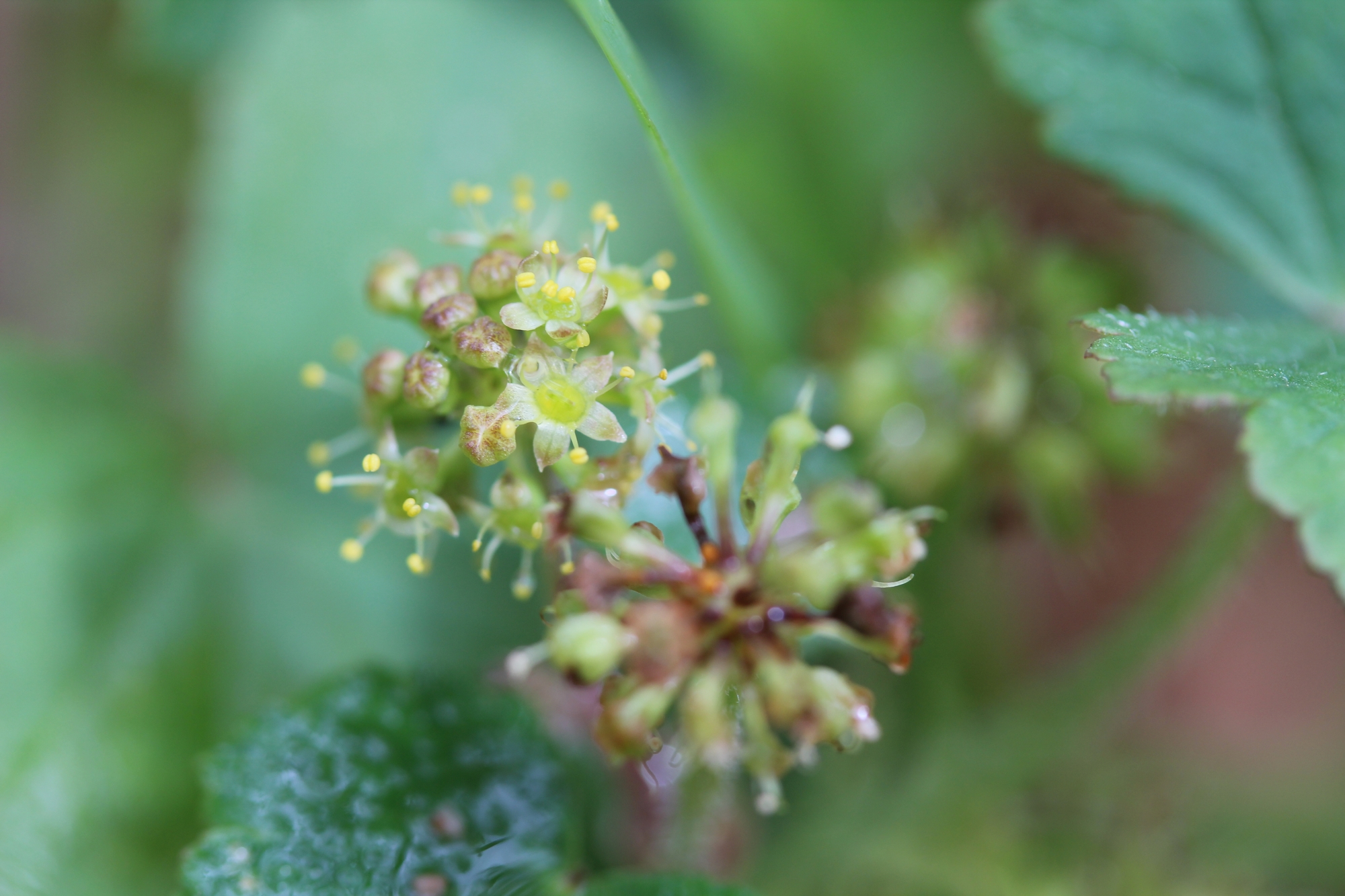 Hydrocotyle laxiflora
