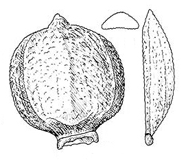 Isolepis cernua
