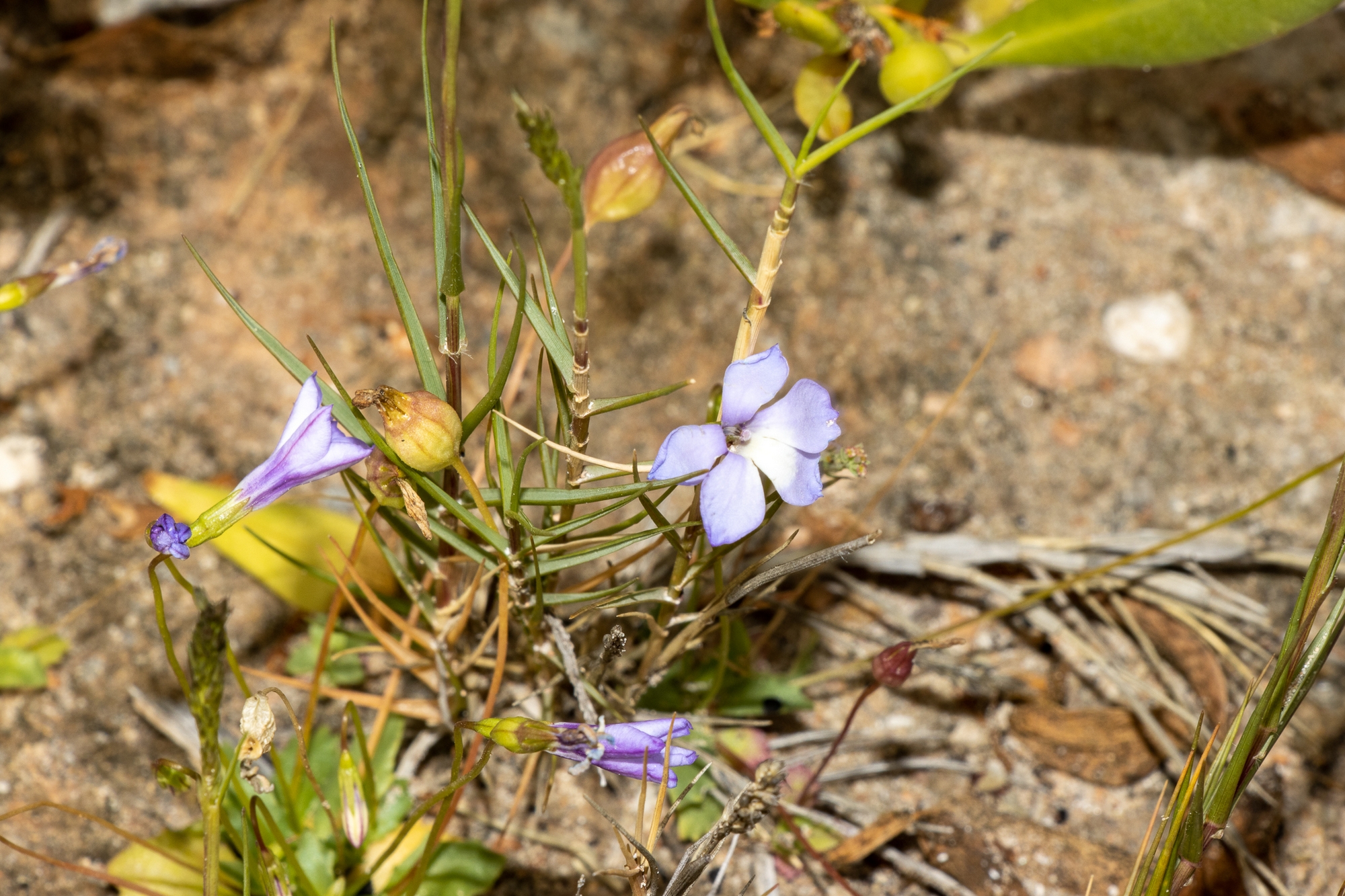 Isotoma scapigera