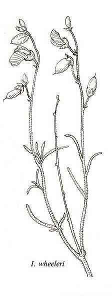 Isotropis wheeleri
