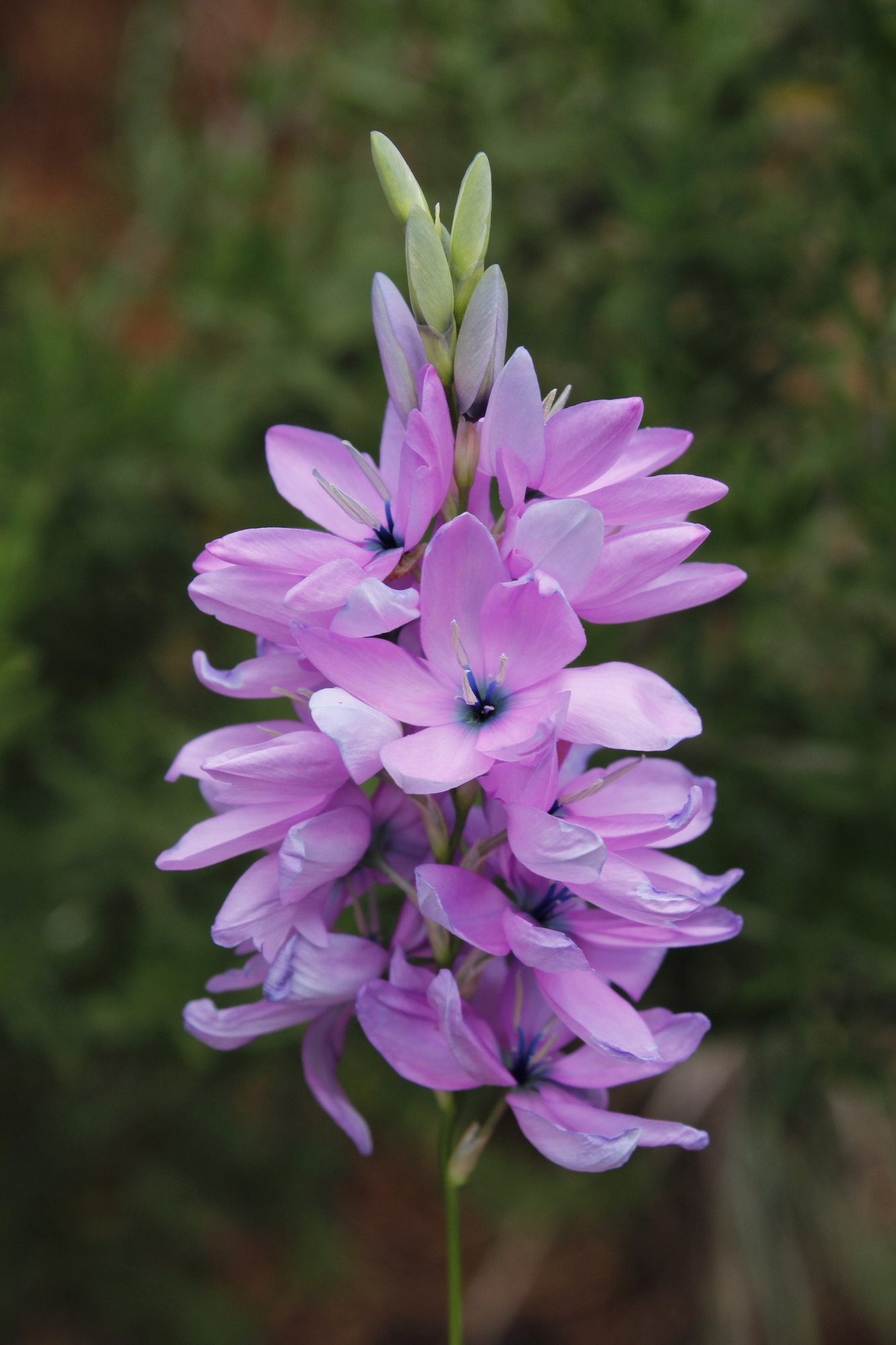 Ixia polystachya