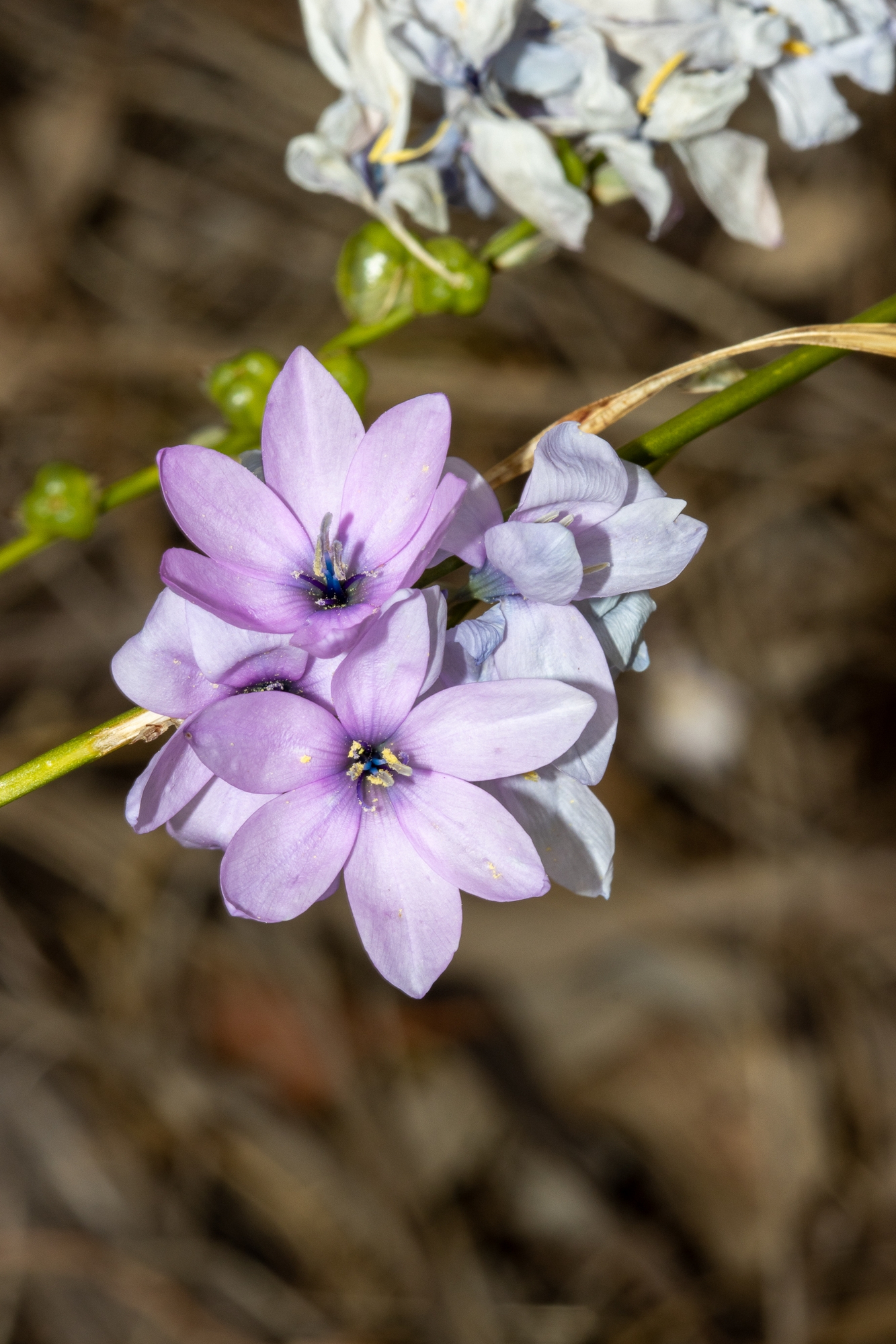 Ixia polystachya