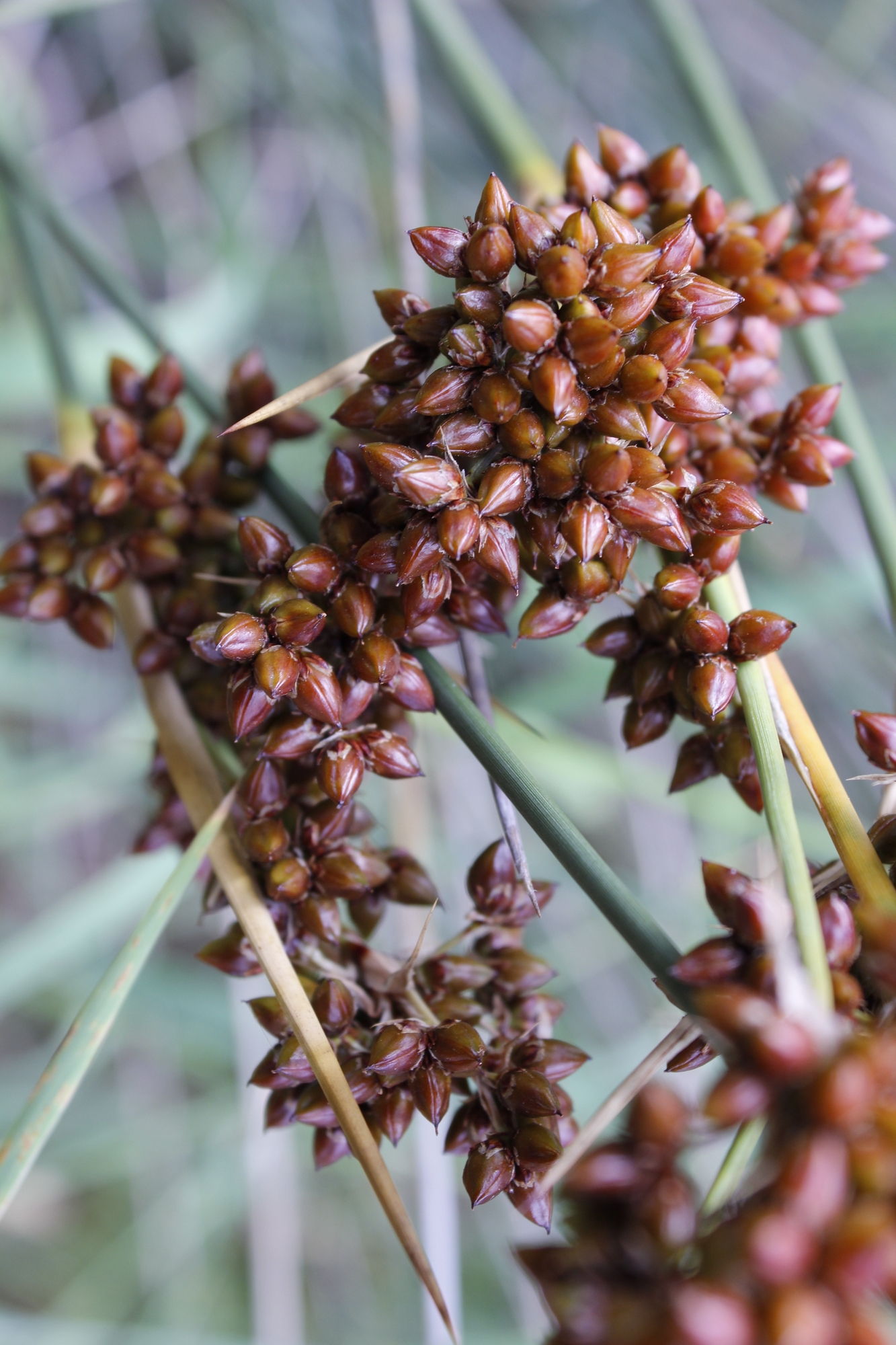 Juncus acutus