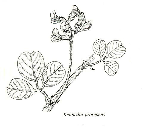 Kennedia prorepens
