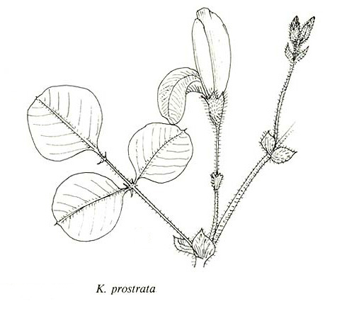 Kennedia prostrata