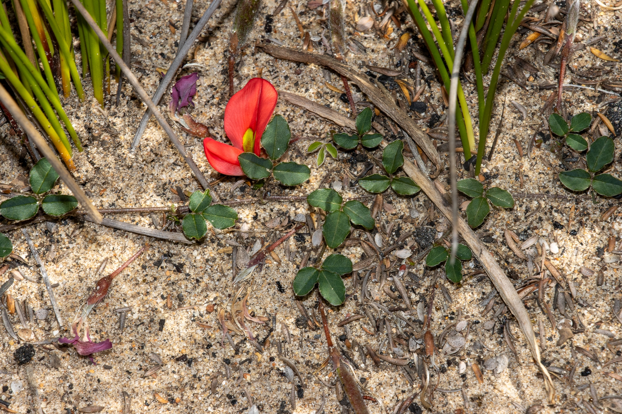Kennedia prostrata