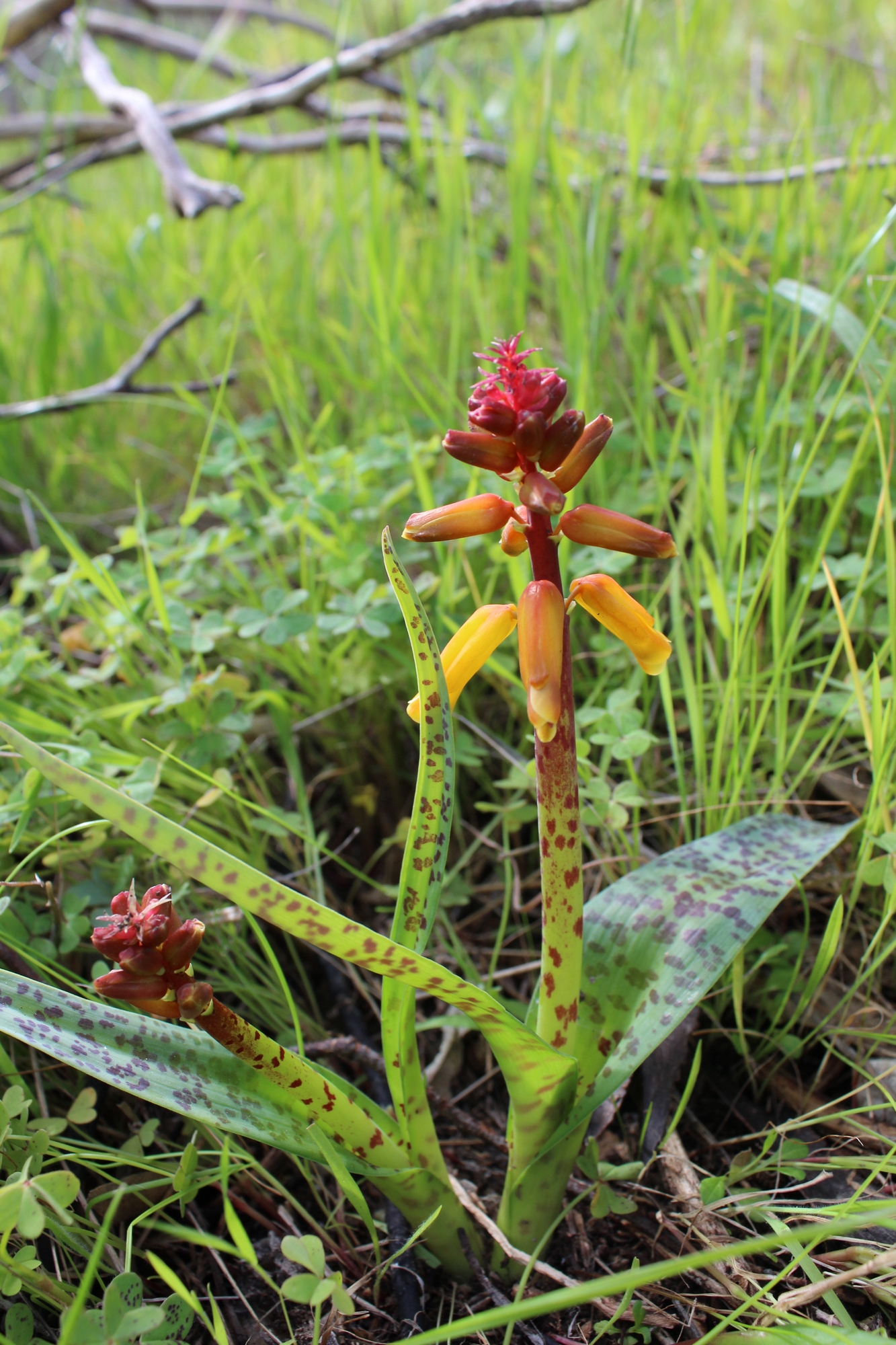Lachenalia aloides