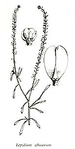 Lepidium africanum