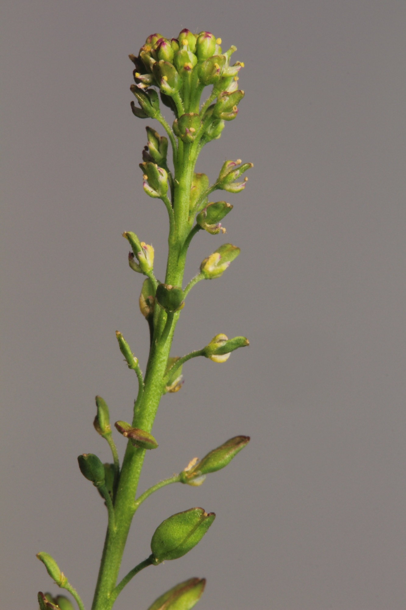 Lepidium africanum