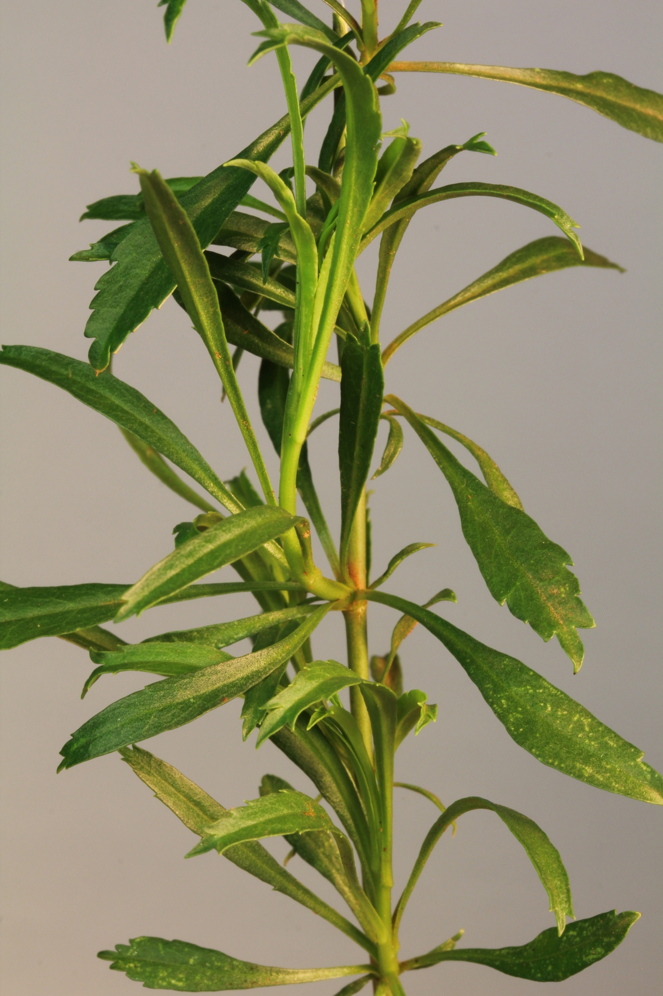 Lepidium africanum