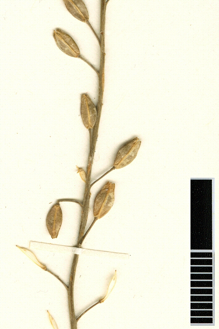 Lepidium ambiguum