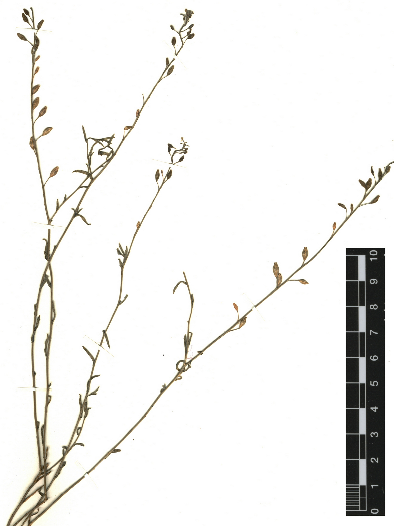 Lepidium ambiguum