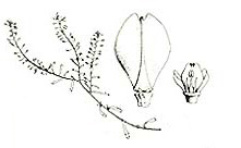 Lepidium desvauxii