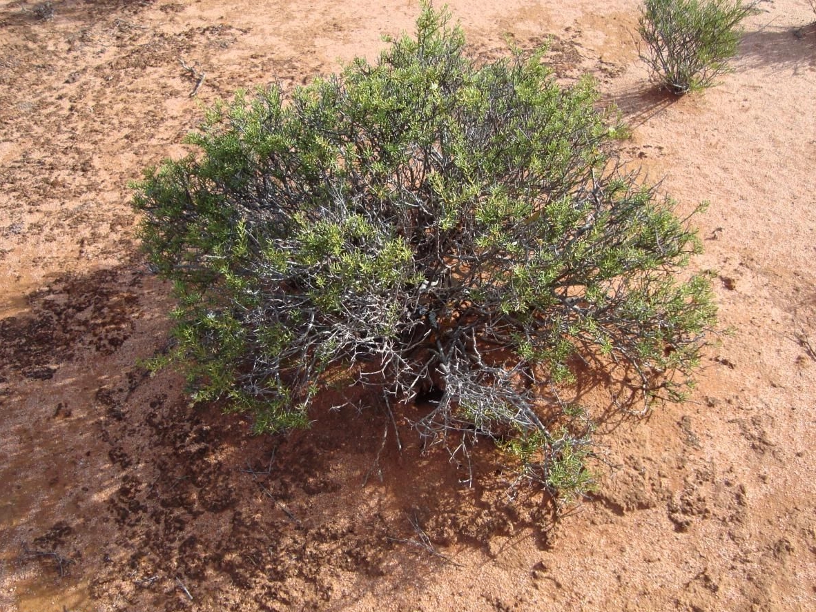 Lepidium leptopetalum