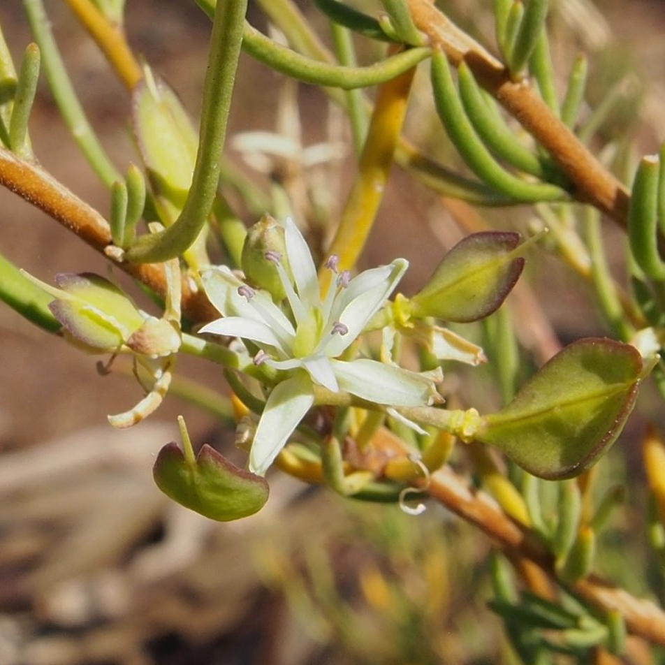 Lepidium leptopetalum