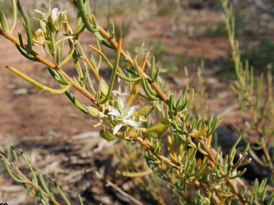 Lepidium leptopetalum