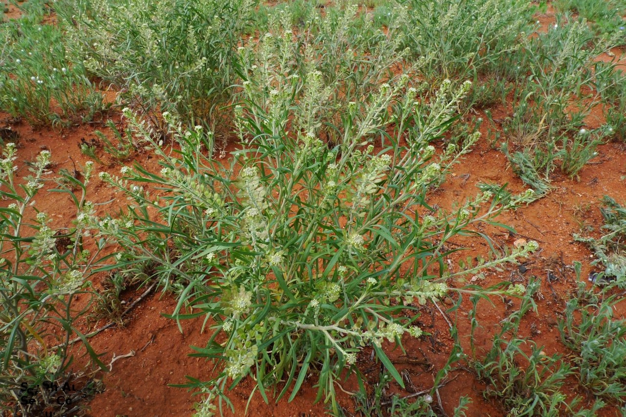 Lepidium muelleri-ferdinandi