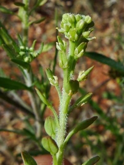 Lepidium muelleri-ferdinandi