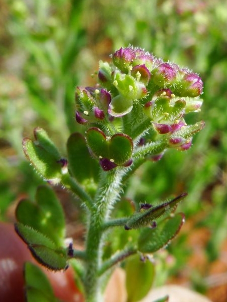 Lepidium oxytrichum