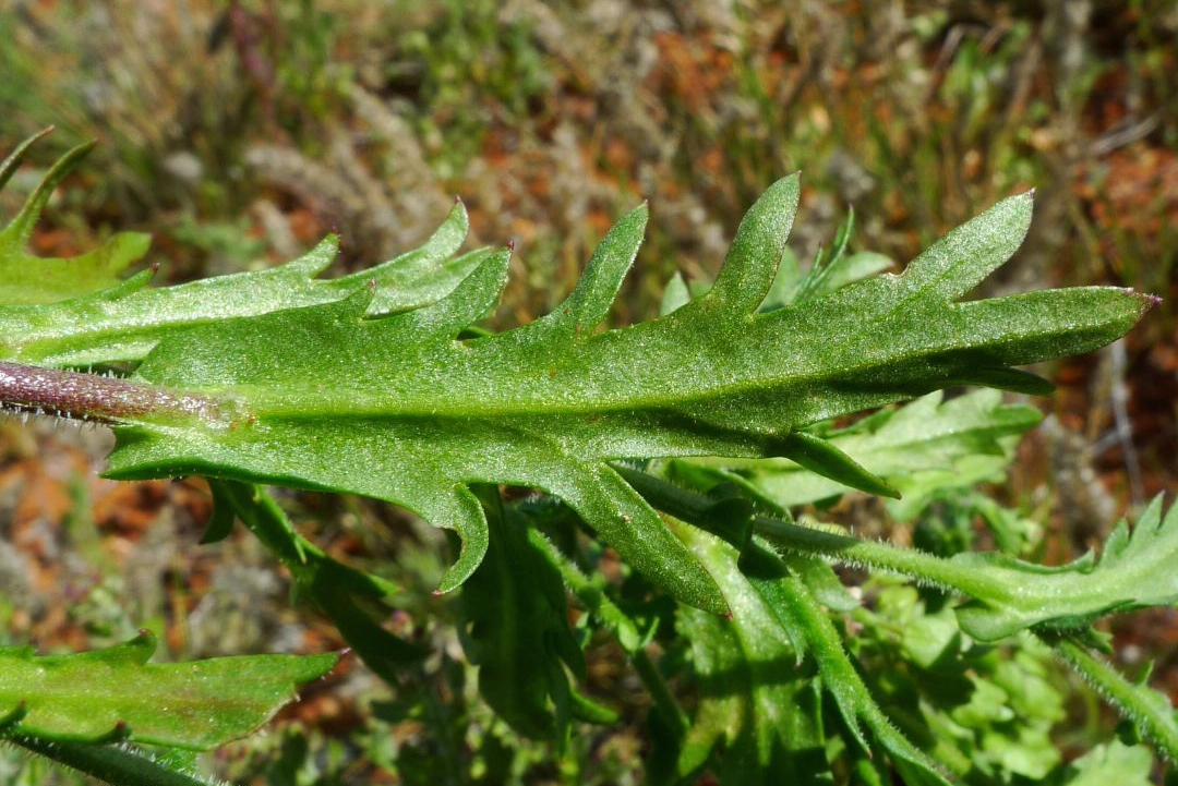 Lepidium oxytrichum