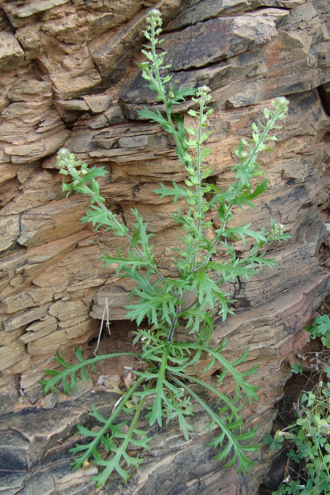 Lepidium oxytrichum