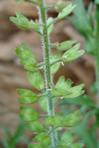 Lepidium oxytrichum