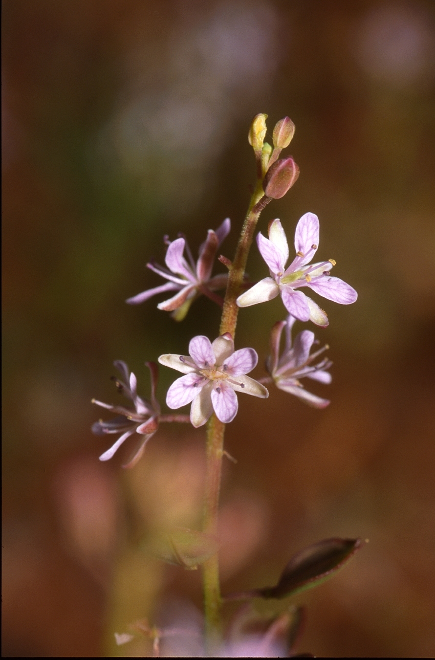 Lepidium phlebopetalum